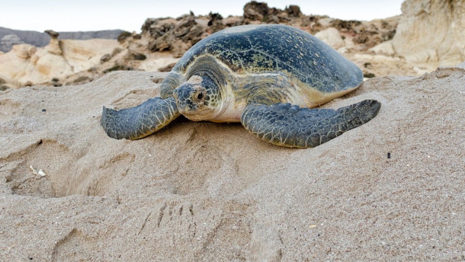 Tour Gallery 2 Days Watching Turtles, Tour Package, Muscat Tours, Tours ...